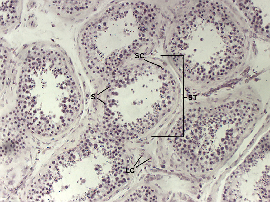 Testes 10x Histology